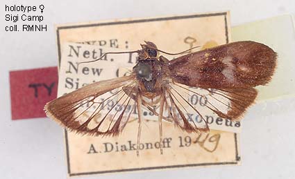 Papua Insects Foundation (Lepidoptera/Immidae/Imma selenaea)